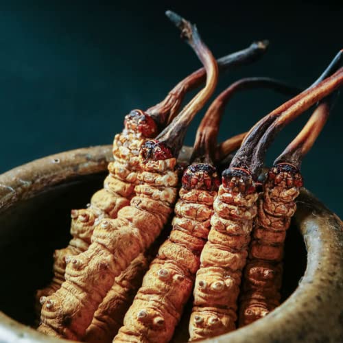 Chinese caterpillar fungus for vitality