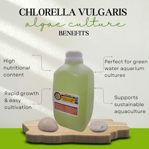 Chlorella culture for science projects
