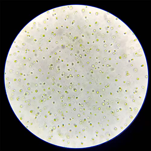 chlorella plant for superior fish food