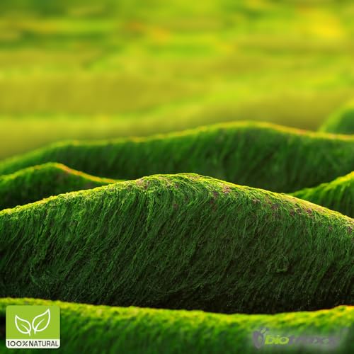 chlorella plant health benefits