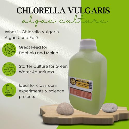 Chlorella supplements for classrooms