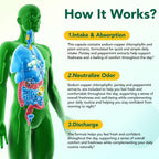 chlorophyll capsules to support immunity