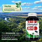 chlorophyll for skin and wellness