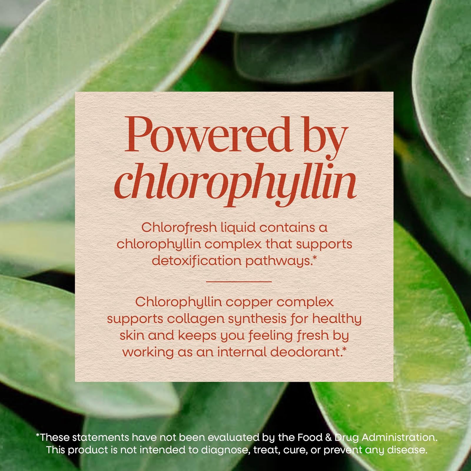 chlorophyll liquid for fresh breath