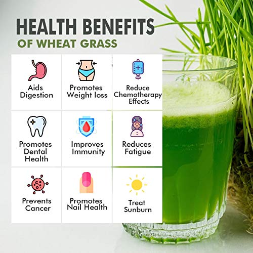 chlorophyll powder for detox support