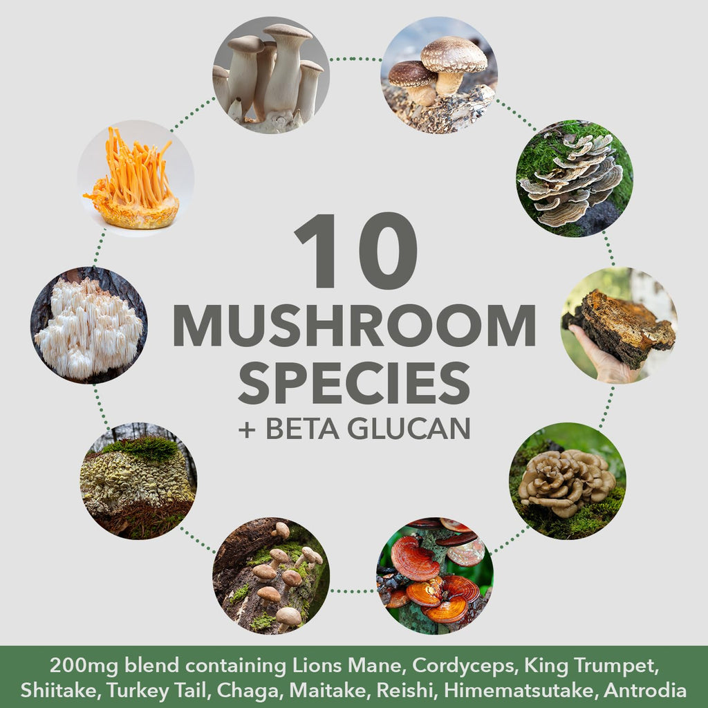 chocolate flavour plant-based protein