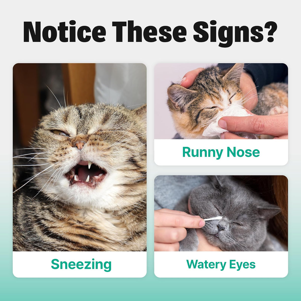 Chogong L-Lysine tubes for pets