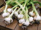 choose your garlic count per bag