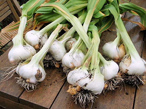 choose your garlic count per bag