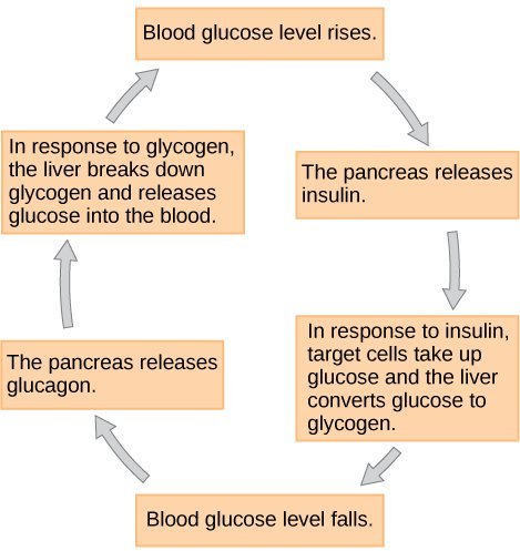 Chromium for energy and weight management