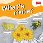 chrysanthemum tea for wellness