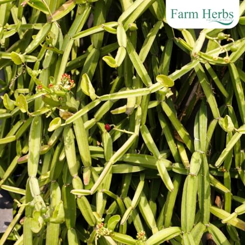 cissus quadrangularis powder for energy boost