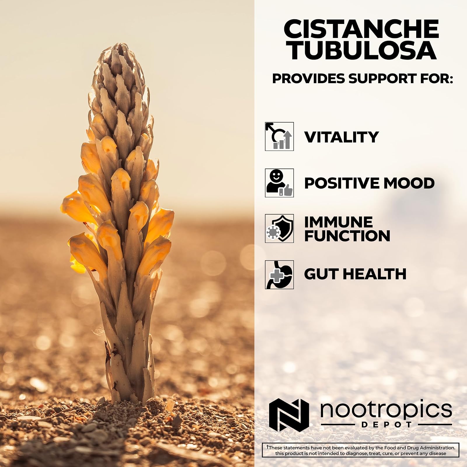Cistanche tubulosa for athletic performance