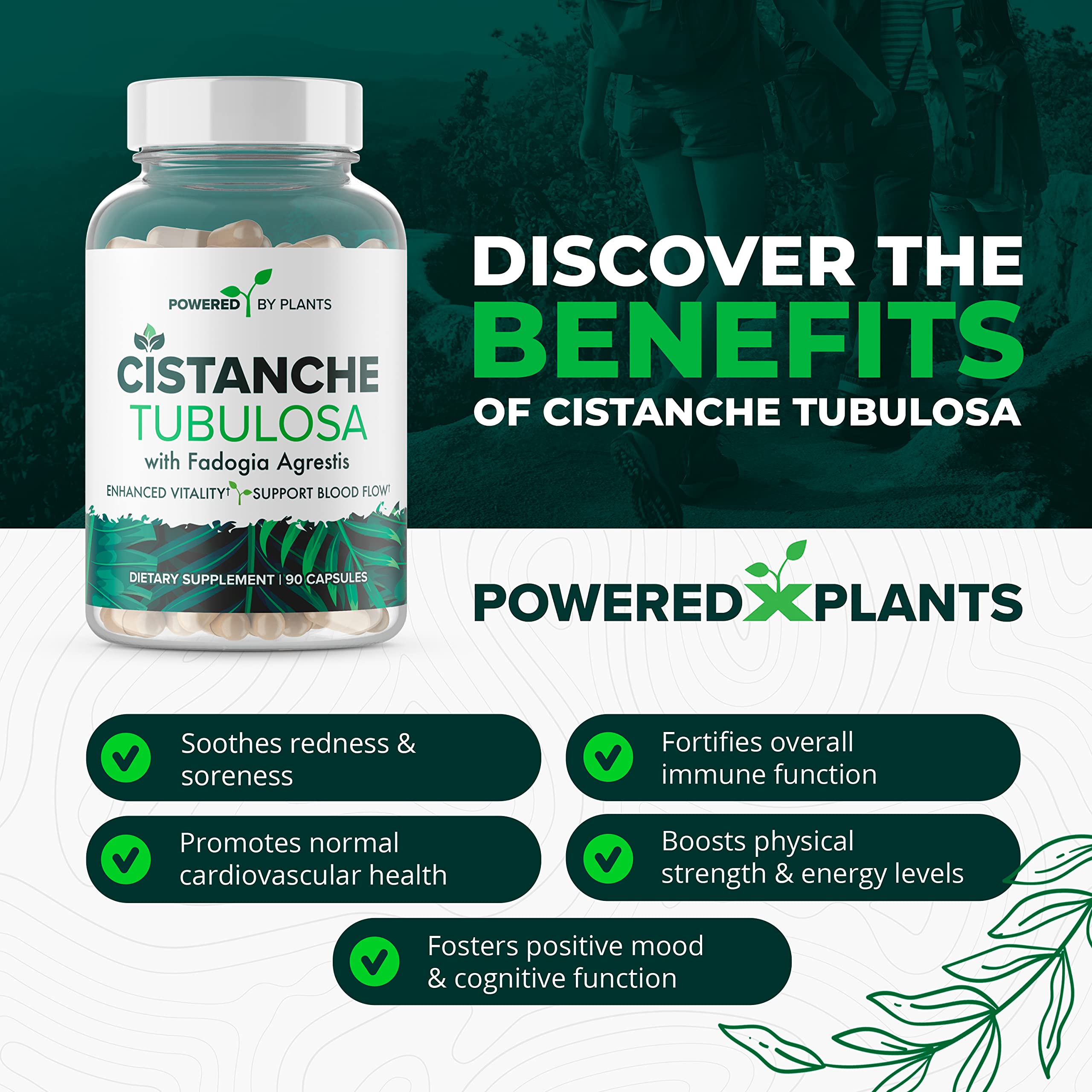 Cistanche Tubulosa immune system support