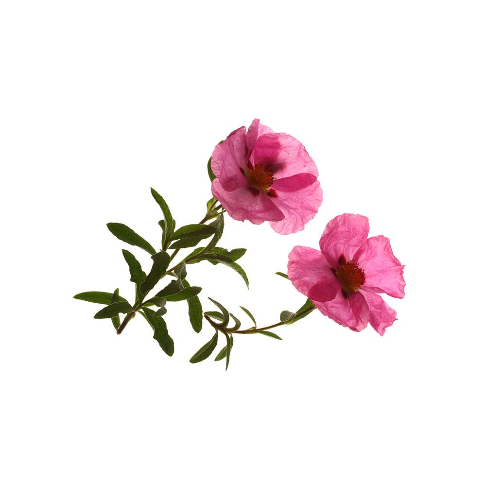 cistus incanus detox herbal infusion