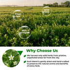 cleavers tea for daily hydration