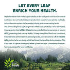 cleavers tea for daily hydration