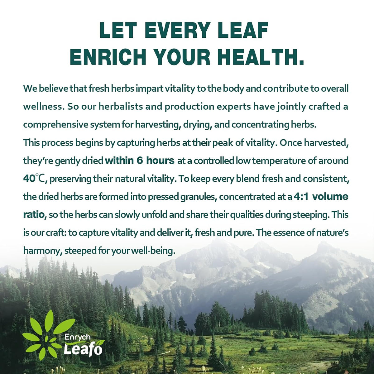 cleavers tea for daily hydration