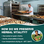 cleavers tea for digestive health
