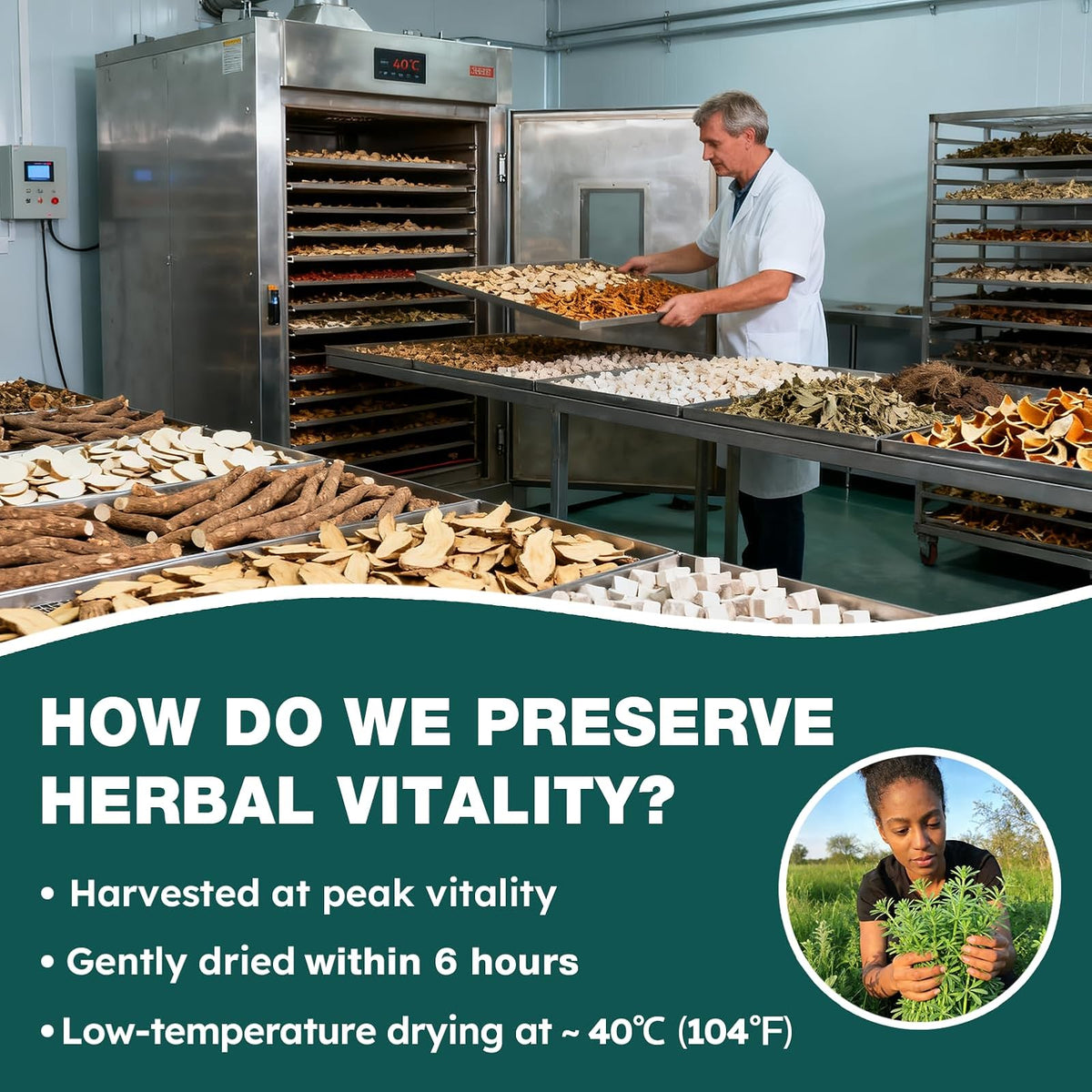 cleavers tea for digestive health