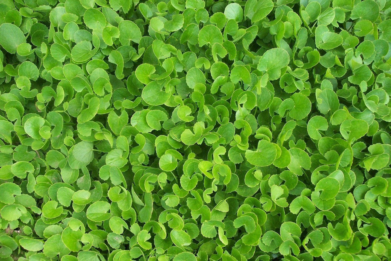 clinical grade gotu kola for vitality