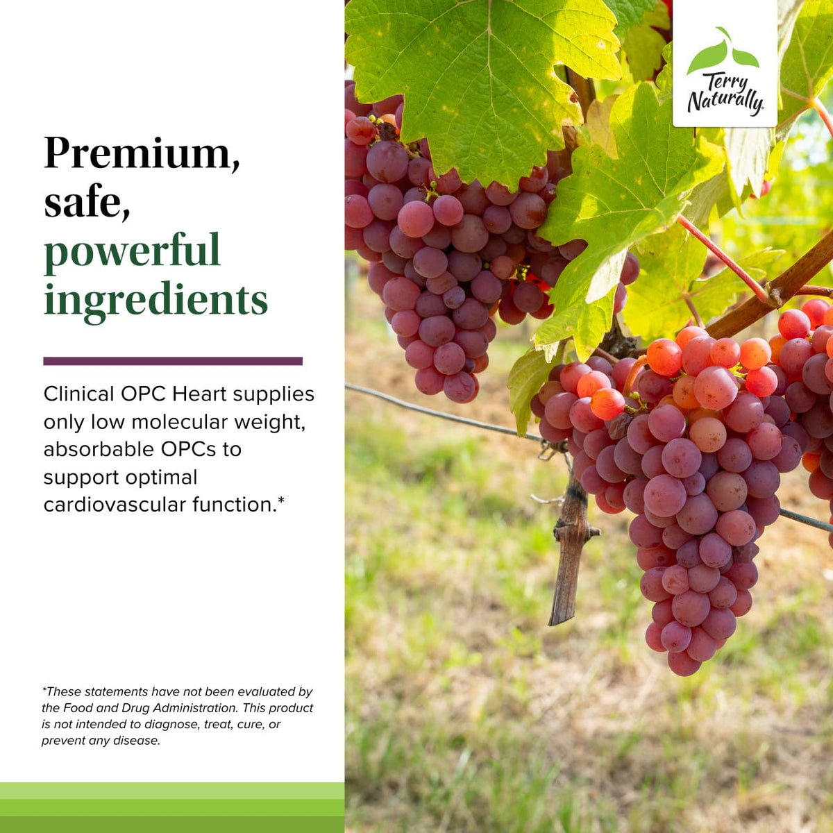 Clinical OPC for healthy circulation