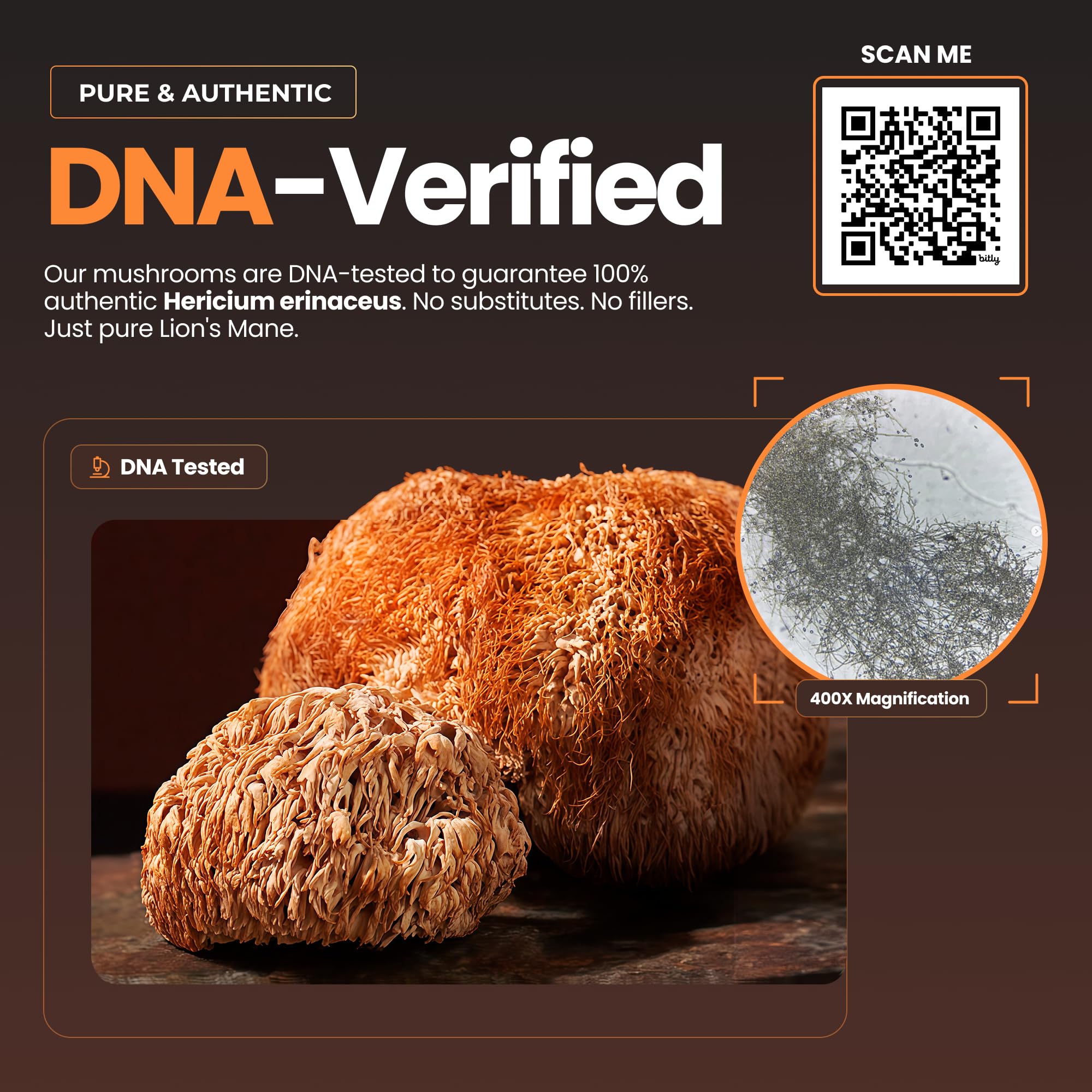 cognitive support with lion's mane