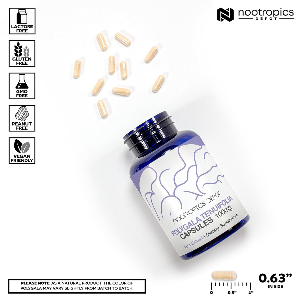 Cognitive support with Polygala Tenuifolia