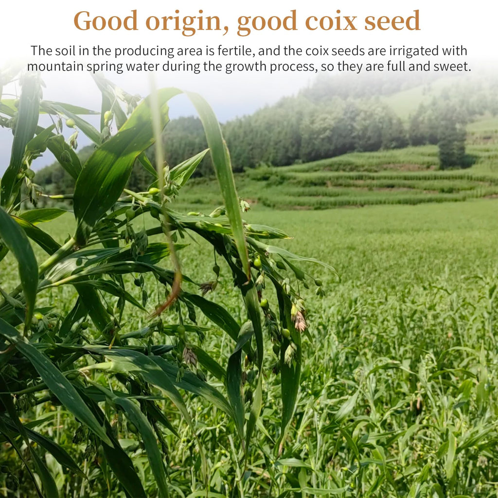 Coix Seed herbal tea blend