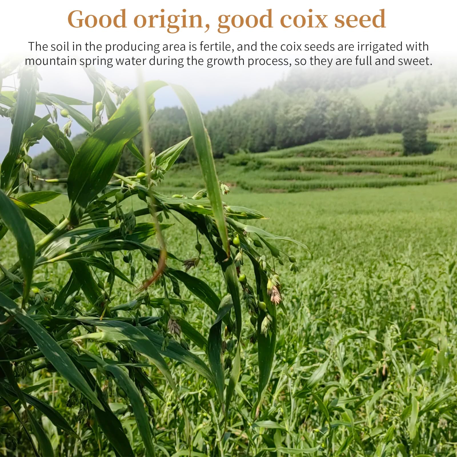 Coix Seed herbal tea blend