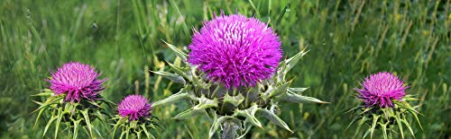cold pressed milk thistle extract