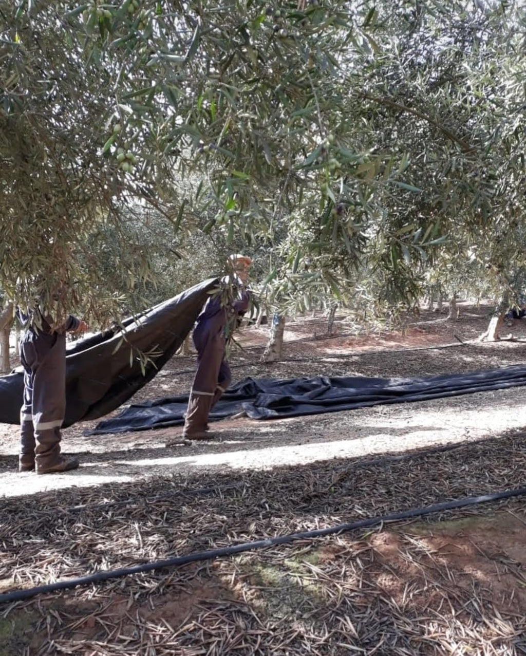 cold-pressed olive oil for freshness