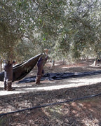 cold-pressed olive oil for freshness