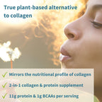 collagen peptides for joint support