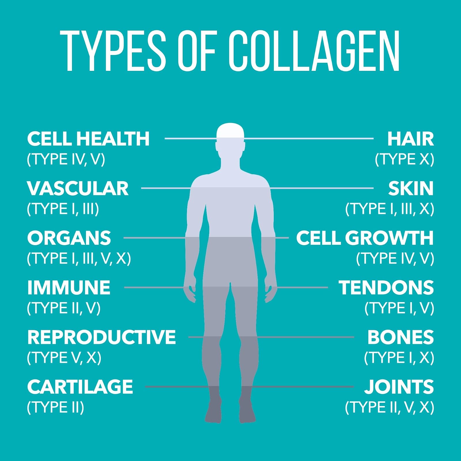 collagen peptides for joint support