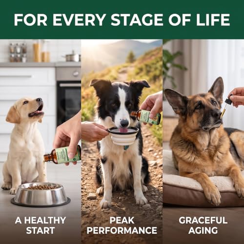 collagen supplement for dog joints