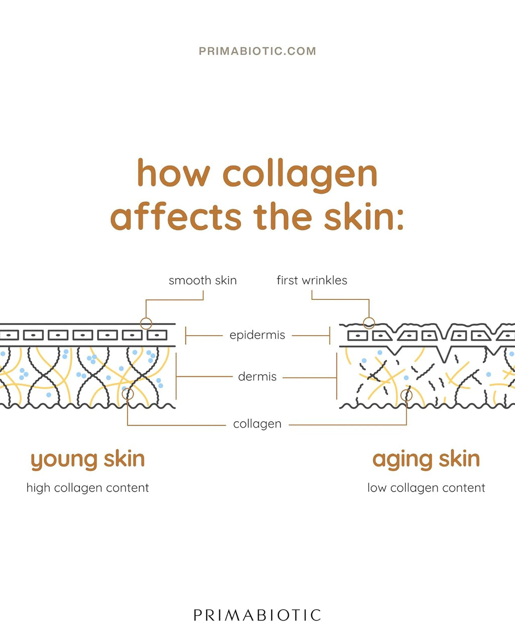 collagen type 2 for athletes