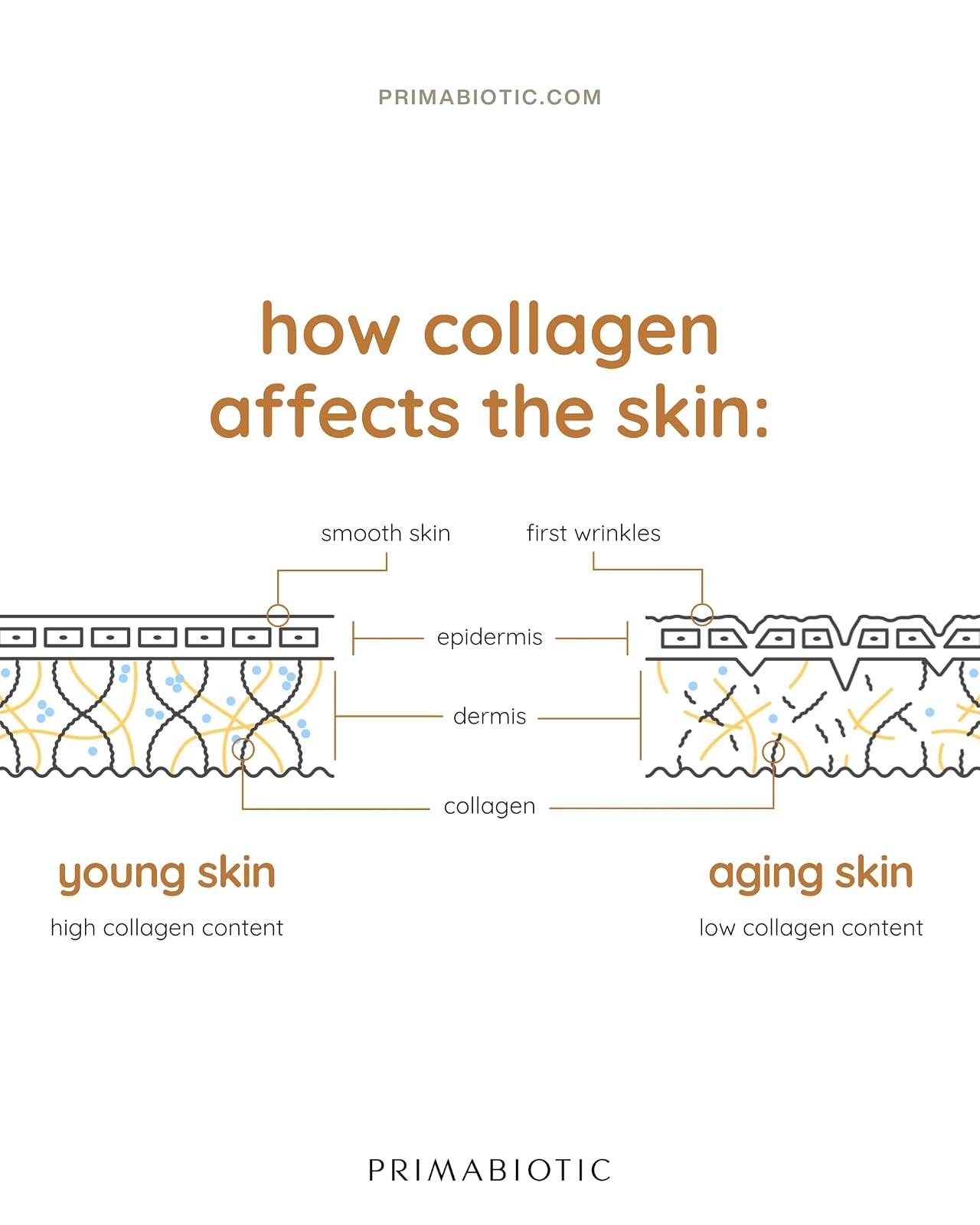 collagen type 2 for athletes