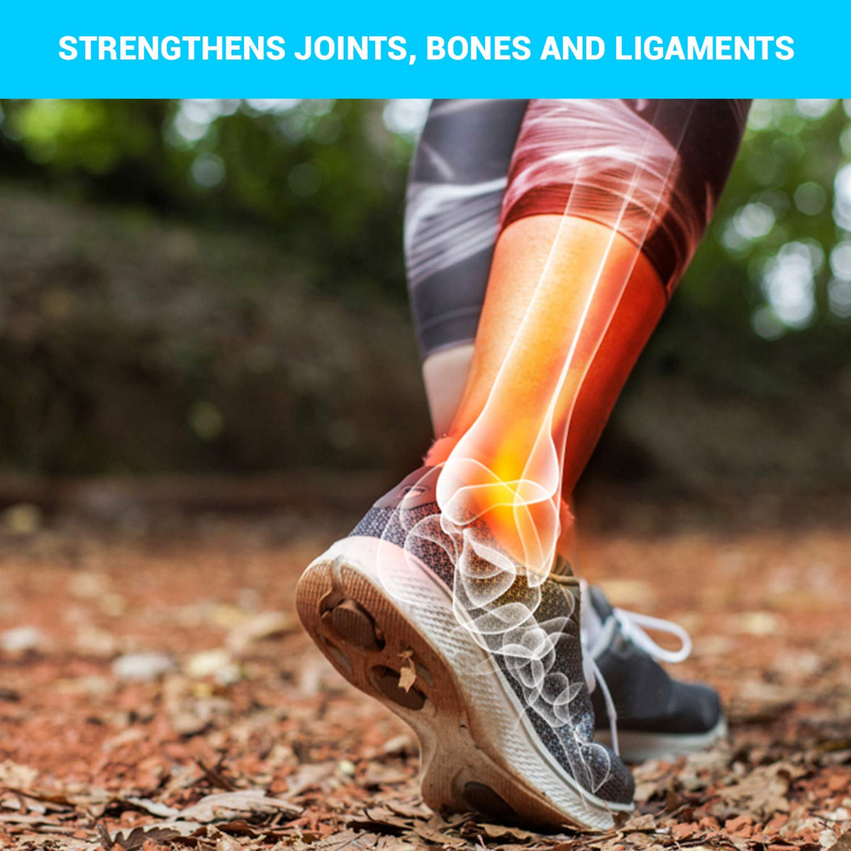 collagen type 2 for flexibility