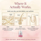 collagen type 2 for flexibility