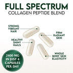 collagen type 2 for flexibility