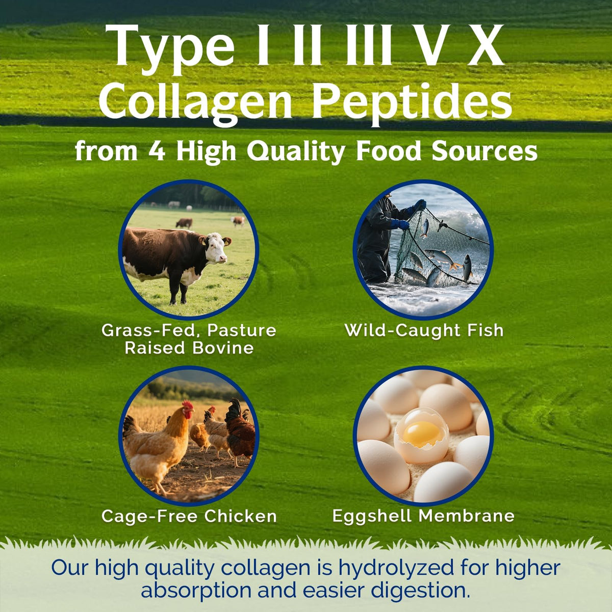 collagen type 2 for joint support