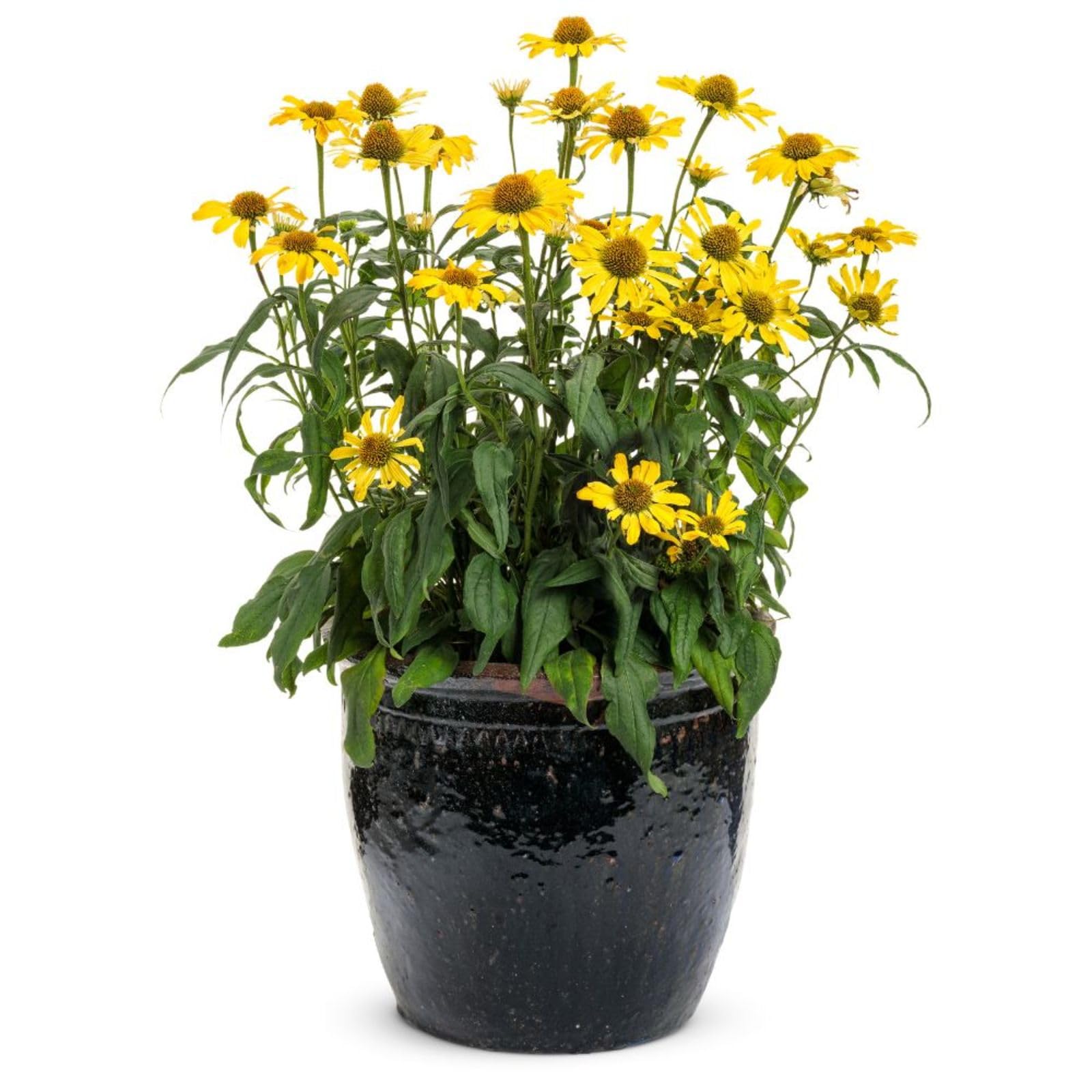 colorful coneflower for sunny spots