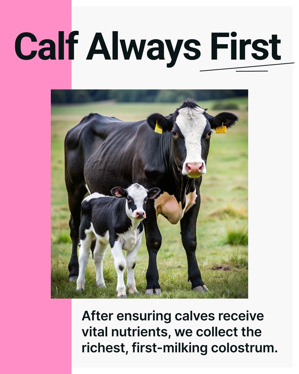 colostrum for overall wellness
