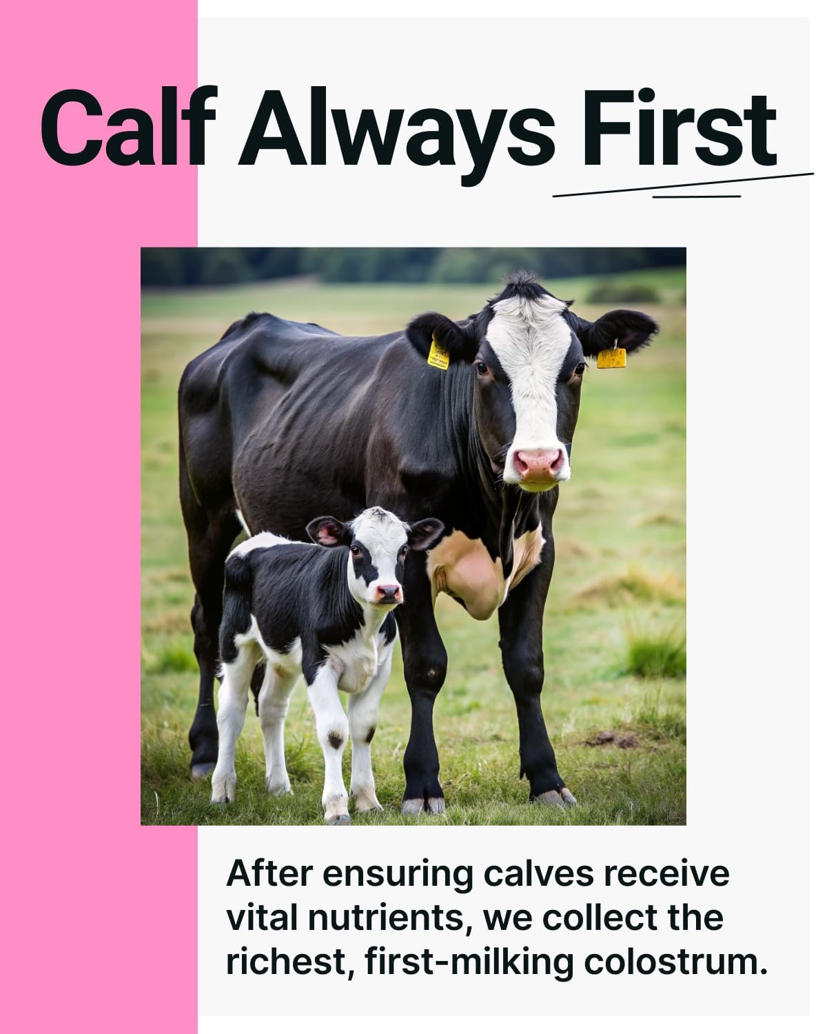 colostrum for overall wellness