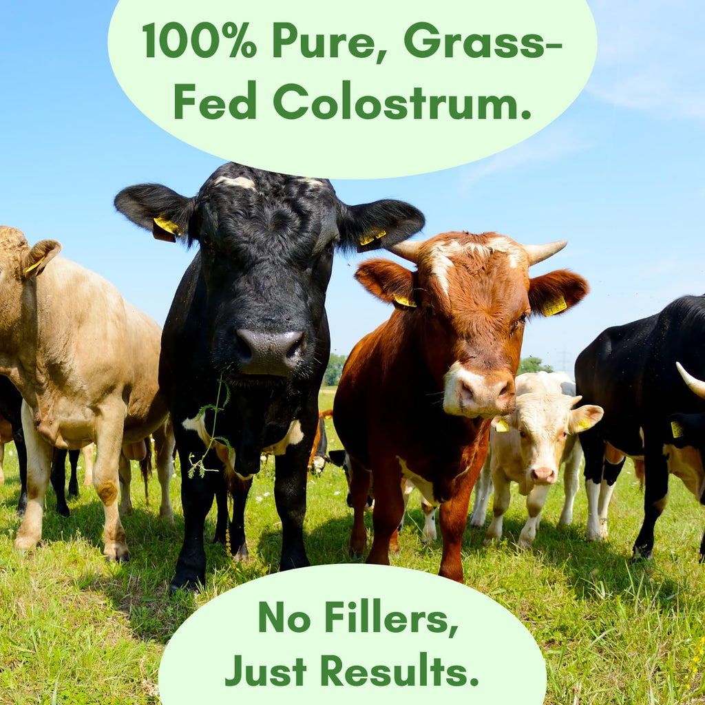 colostrum powder for enhanced gut function
