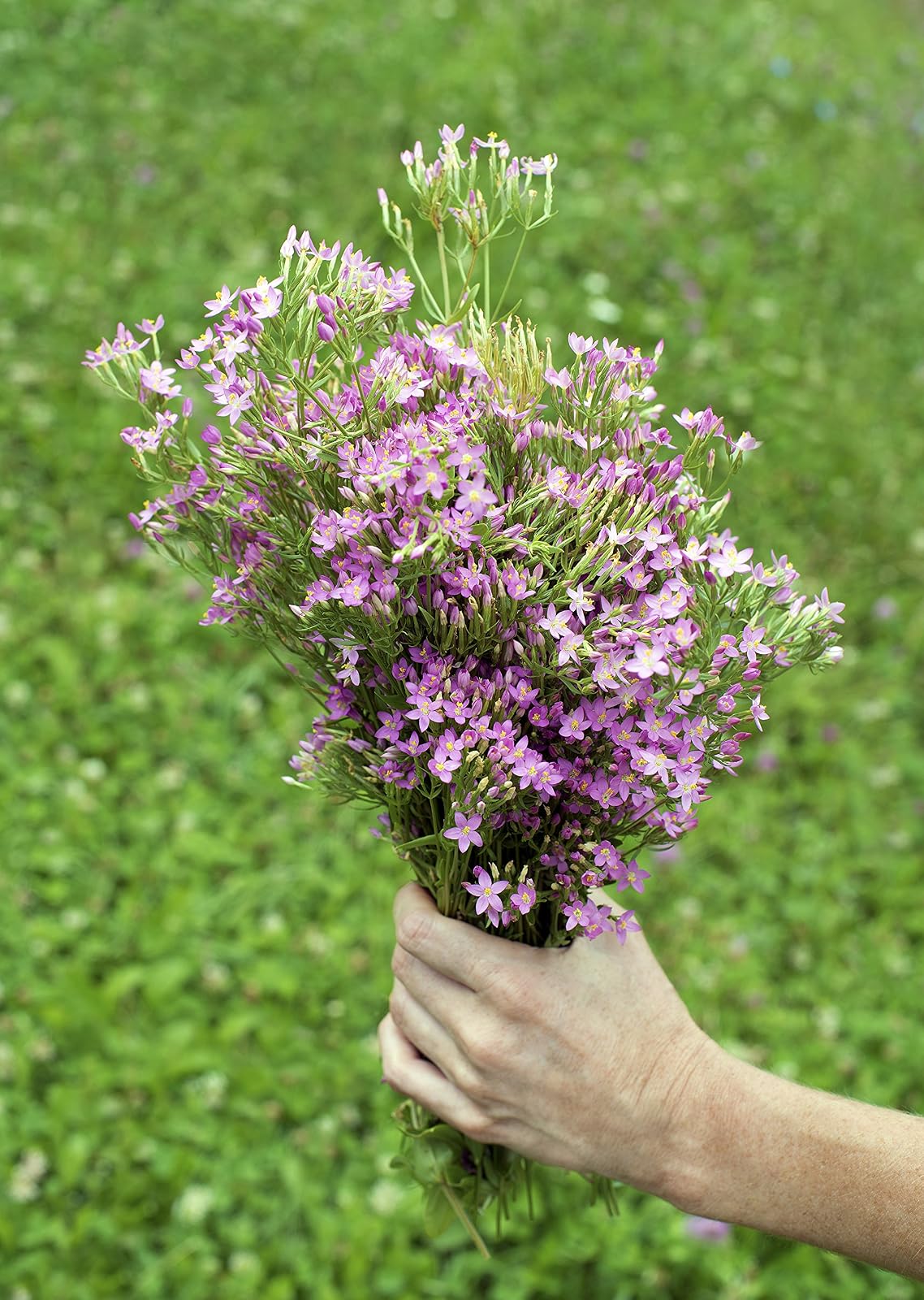 Common Centaury tea for immune support