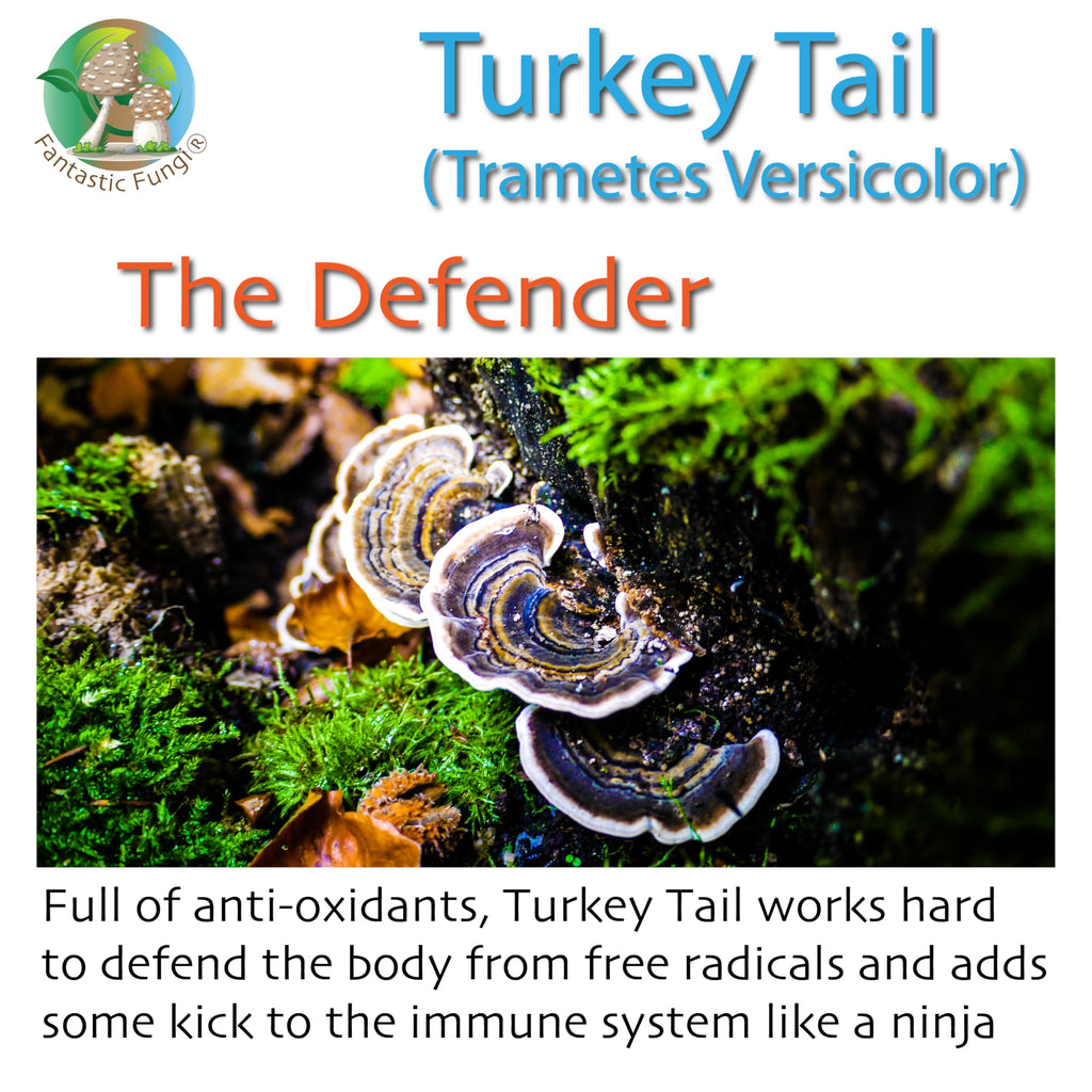 concentrated mushroom powder for immunity