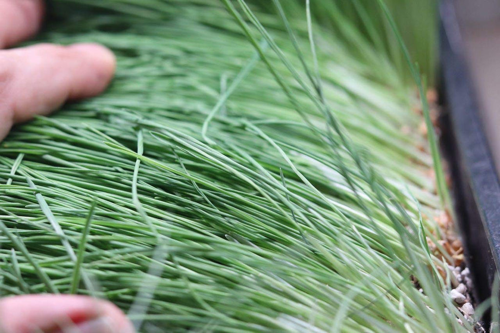 convenient 1oz Wheatgrass Shots