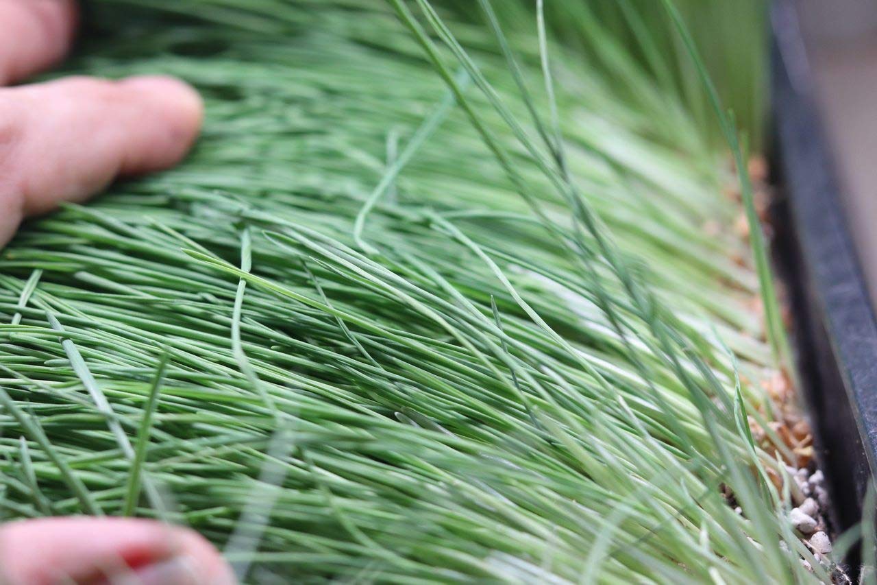 convenient 1oz Wheatgrass Shots